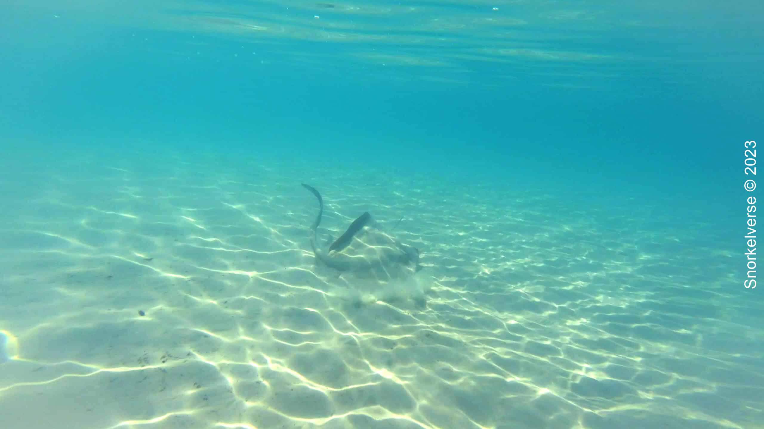 Feathertail Stingray - Snorkelverse