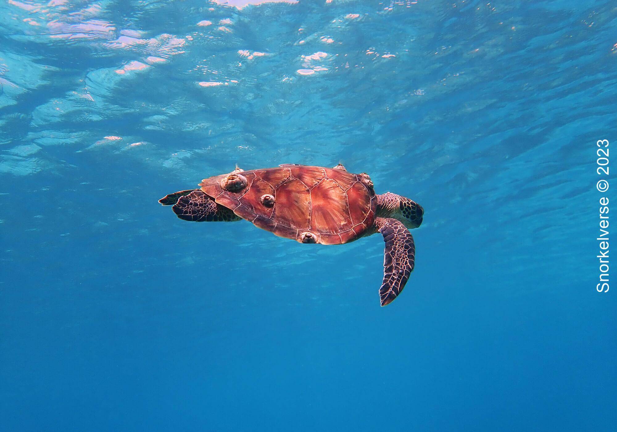 Hawksbill Turtle - Snorkelverse