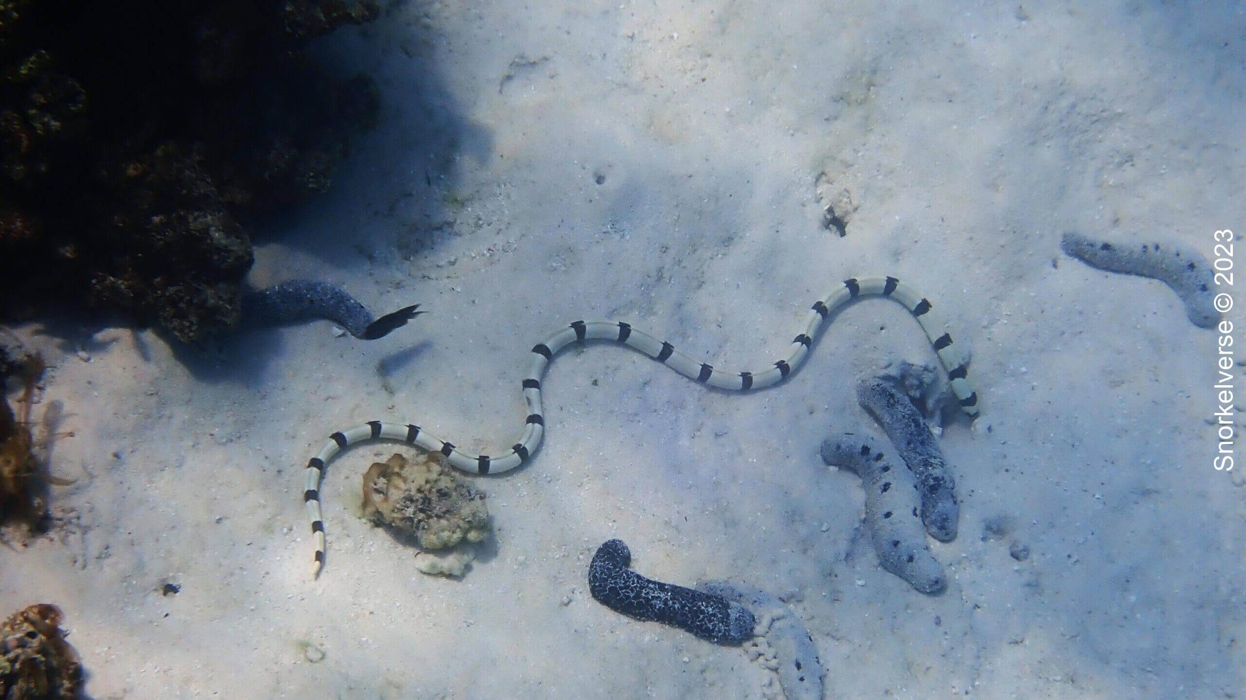 Banded Snake Eel - Snorkelverse