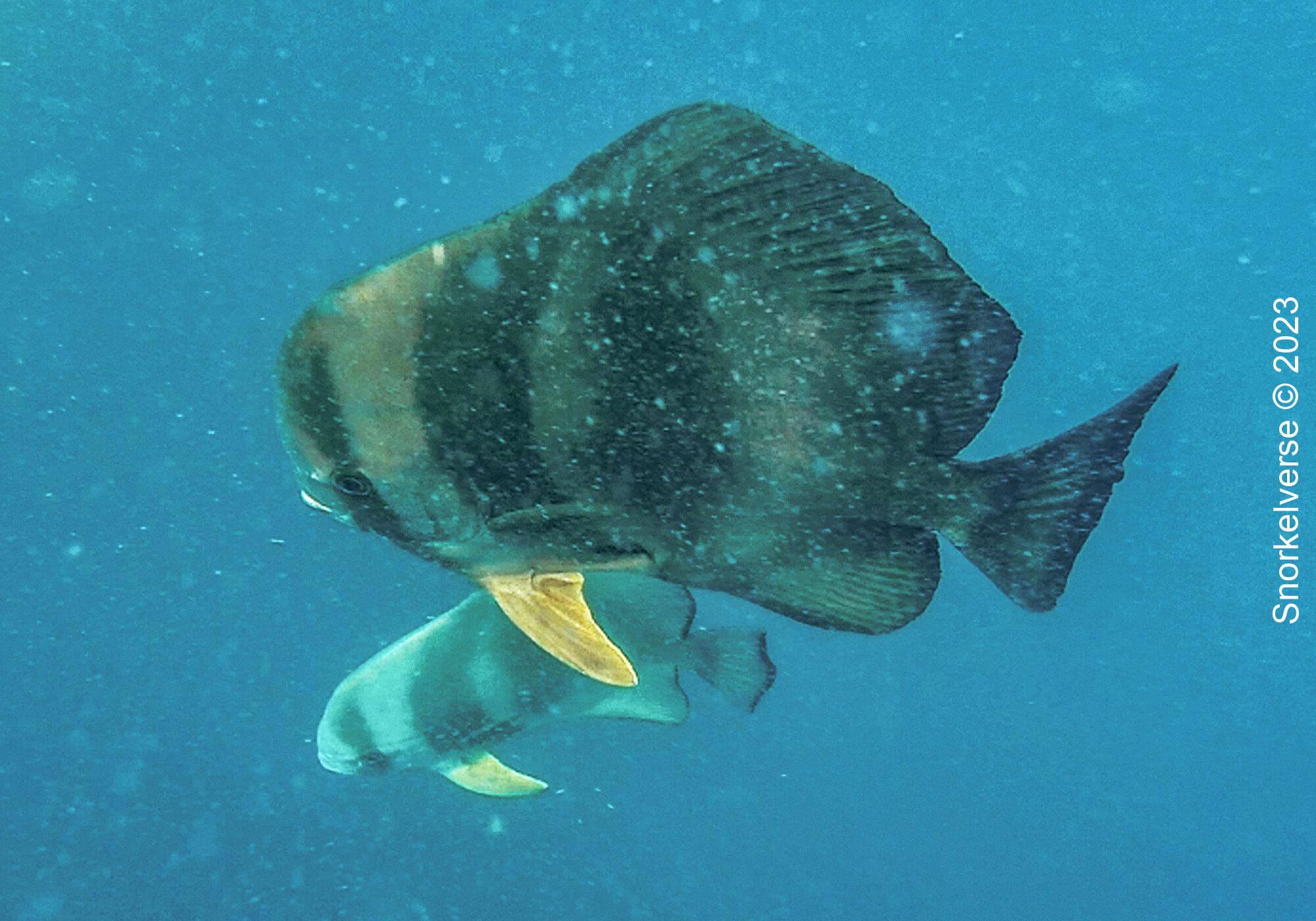 Orbicular BatFish - Snorkelverse
