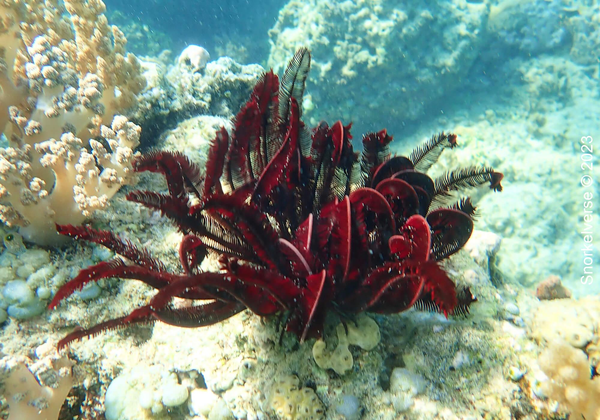 Snorkeling with turtles at Gili Air - Snorkelverse
