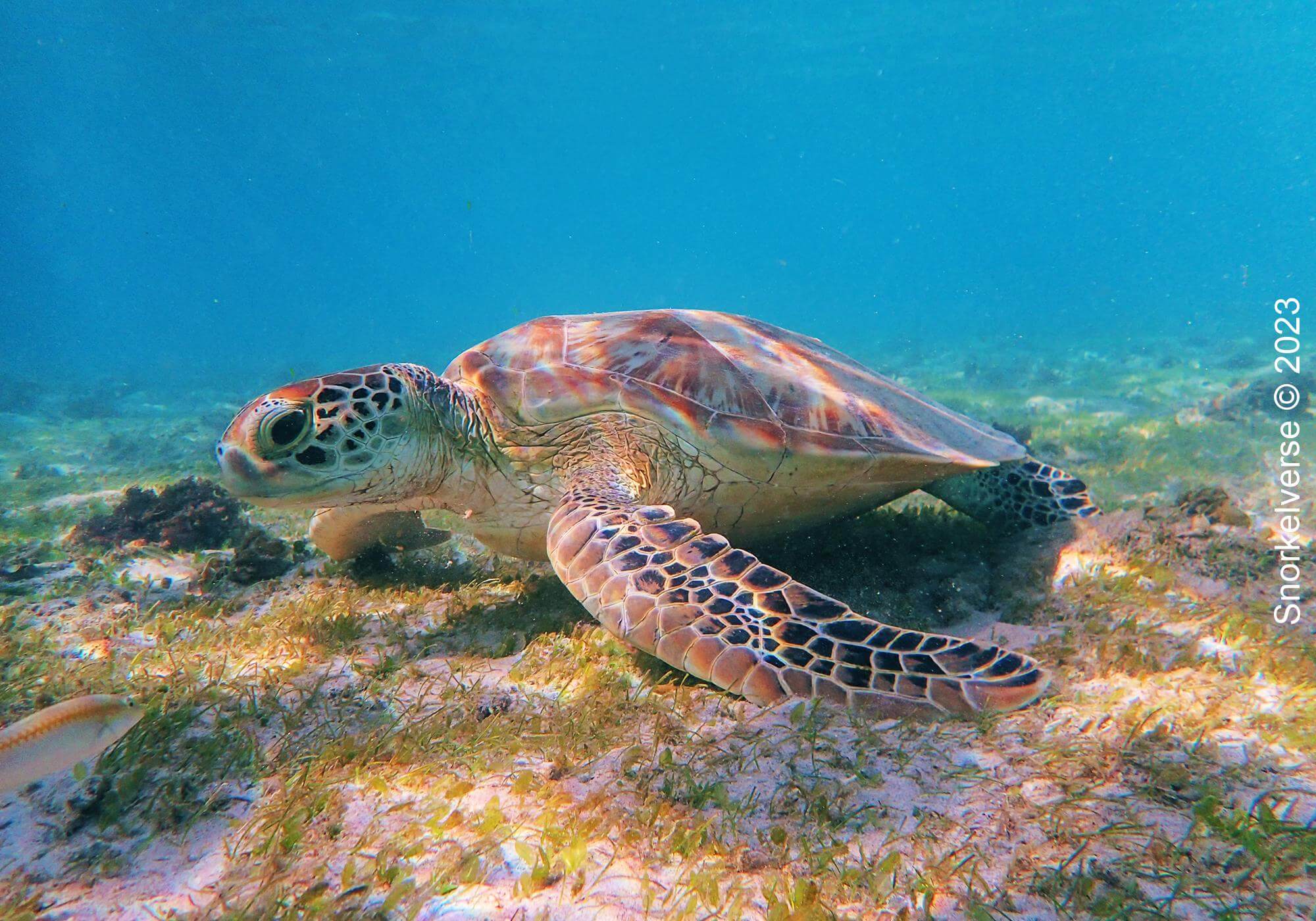 Snorkeling with turtles at Gili Trawangan - Snorkelverse